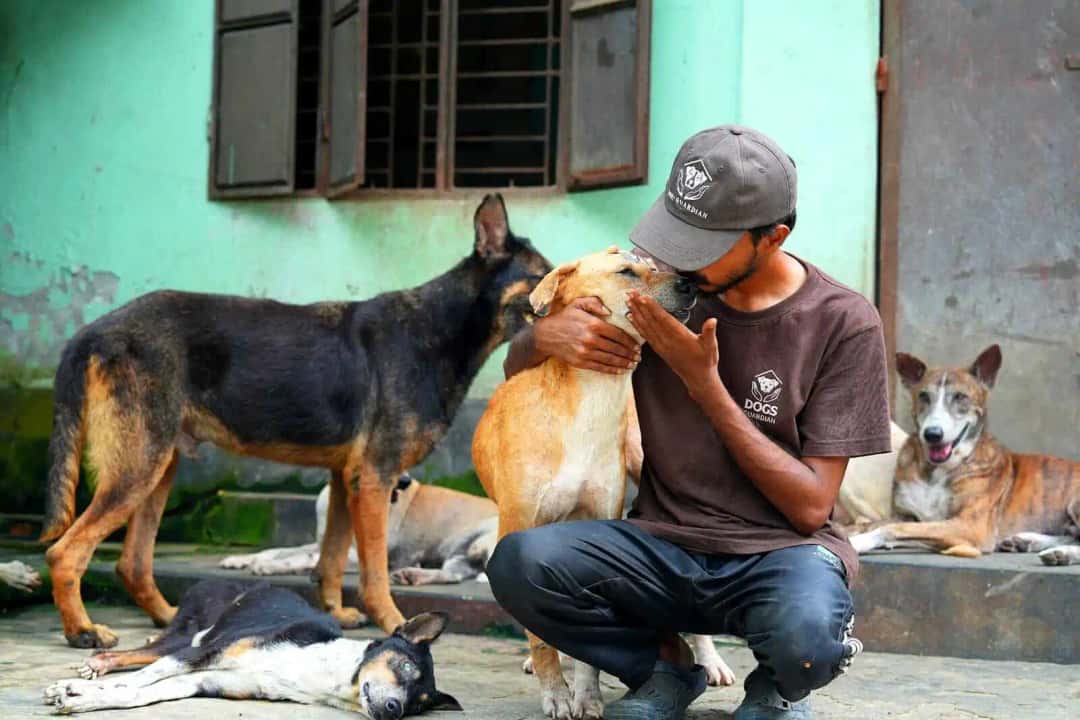 Dogs Guardian – Rescue, Protect & Support Stray Dogs
