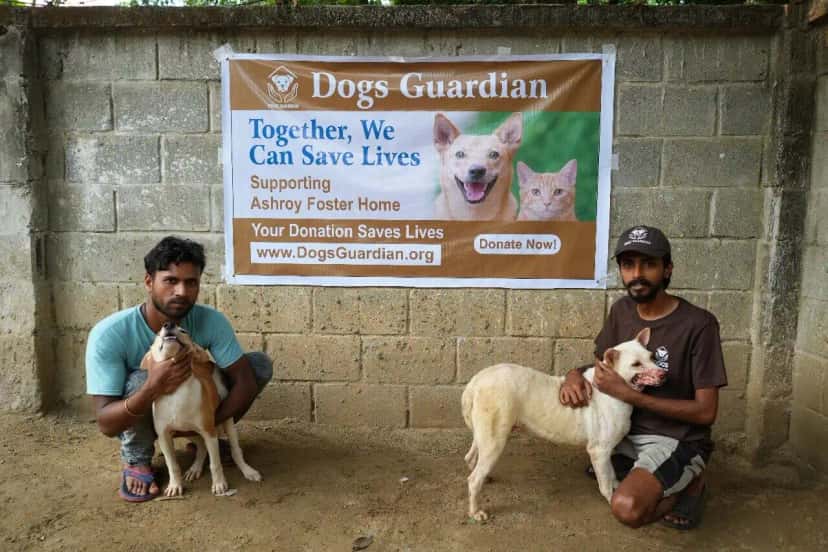 Dogs Guardian – Rescue, Protect & Support Stray Dogs