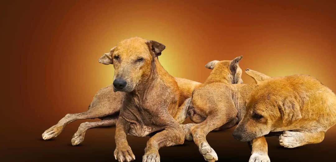 Dogs Guardian – Rescue, Protect & Support Stray Dogs